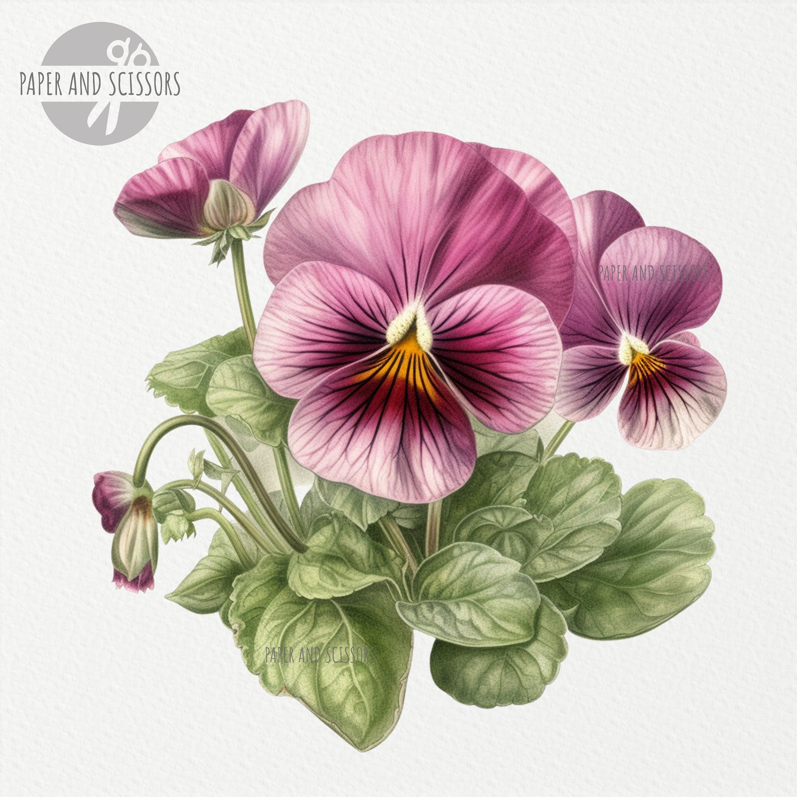 20 Viola Flower Clipart, Viola Odorata PNG, Violet Flower Illustration ...