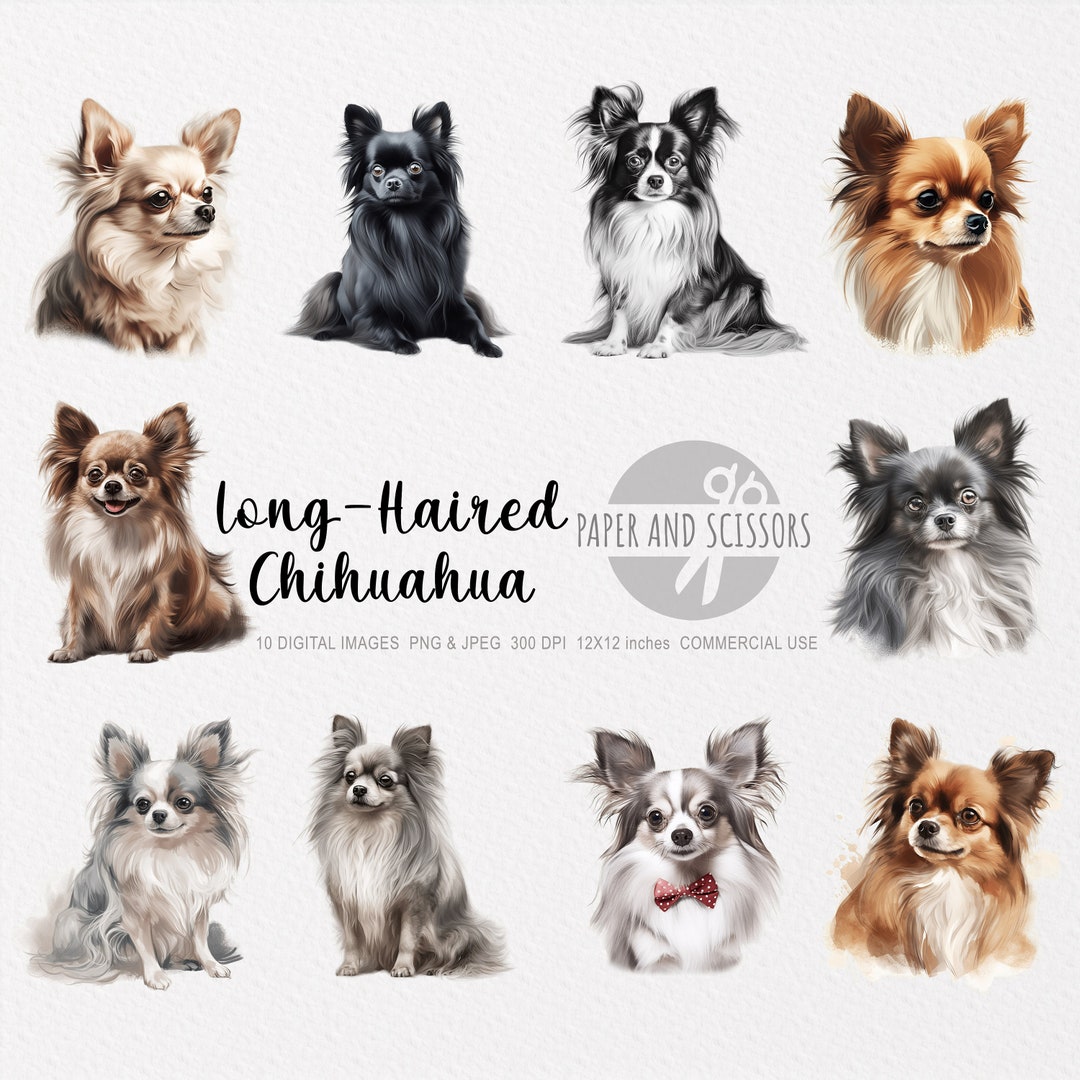 Long-haired Chihuahua Clipart, Long-haired Chihuahua PNG, Chihuahua ...