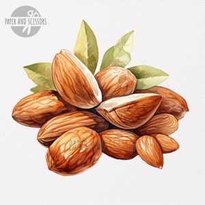 15 Nuts Clipart, Nuts PNG, Nuts Illustration, Watercolor Nuts, Nuts ...