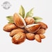15 Nuts Clipart, Nuts PNG, Nuts Illustration, Watercolor Nuts, Nuts ...