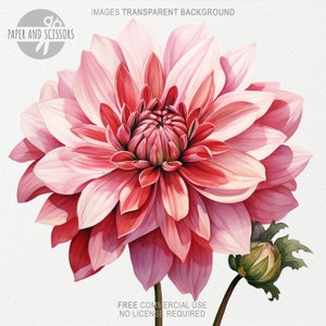 15 Dahlia Flowers Clipart, Dahlia PNG, Dahlia Illustration, Watercolor ...