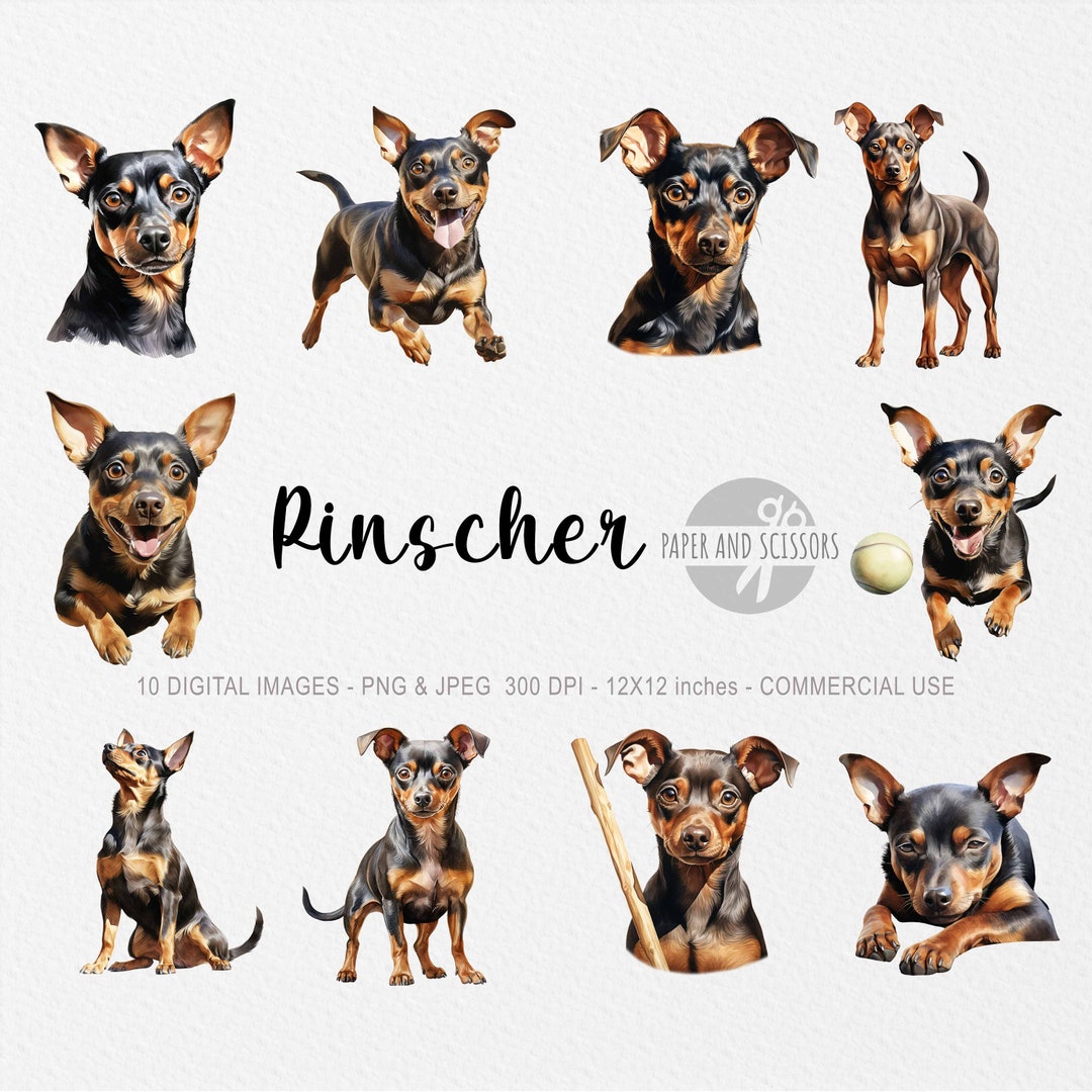 Pinscher Clipart, Pinscher PNG, Pinscher Illustration, Dog Clipart ...