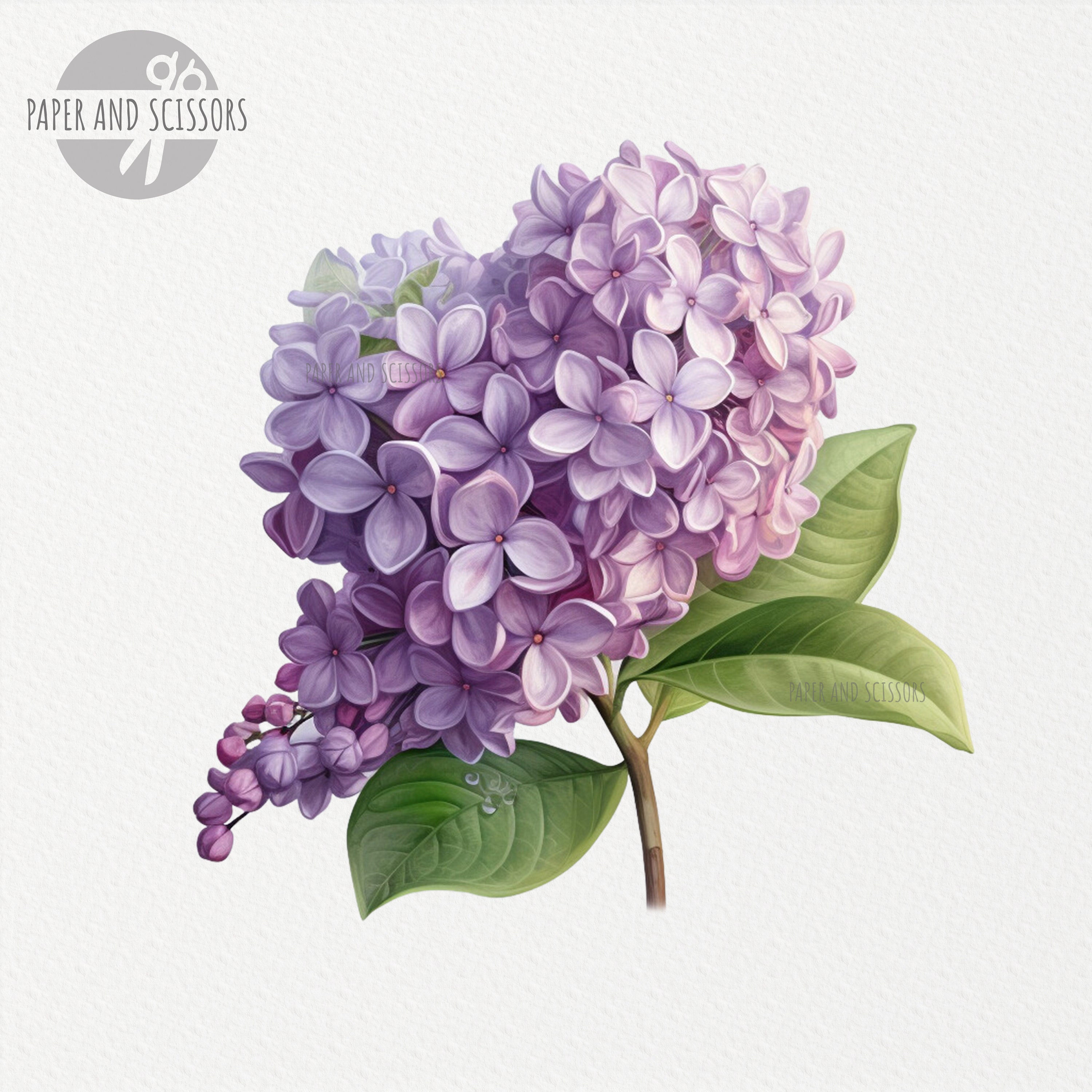 20 Lilac Flowers Clipart Lilac PNG Lilac Illustration - Etsy