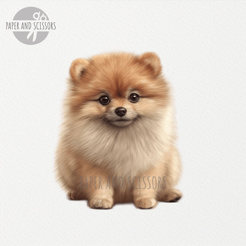 Pomeranian Clipart Pomeranian PNG Pomeranian Illustration - Etsy