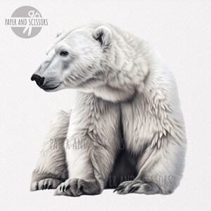 Polar Bear Clipart, Polar Bear PNG, Polar Bear Illustration, Bear Art ...