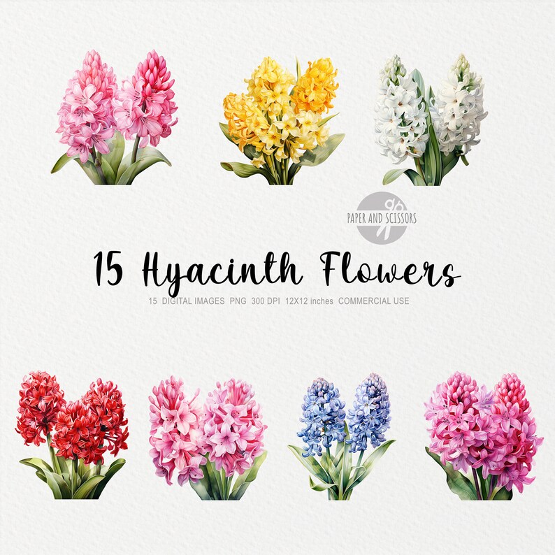 15 Hyacinth Clipart, Hyacinth PNG, Hyacinth Illustration, Watercolor ...
