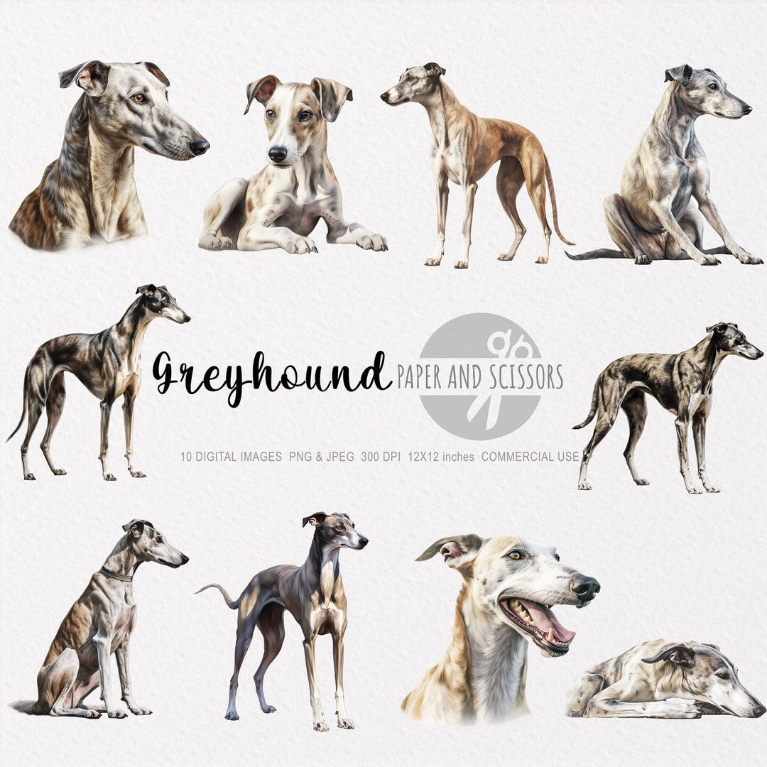 Greyhound Clipart, Greyhound PNG, Greyhound Illustration, Greyhound ...