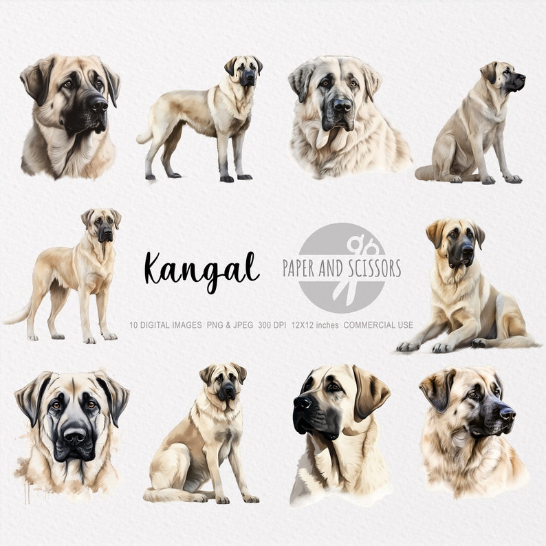 Kangal Shepherd Dog Clipart, Kangal Shepherd Dog PNG, Kangal ...