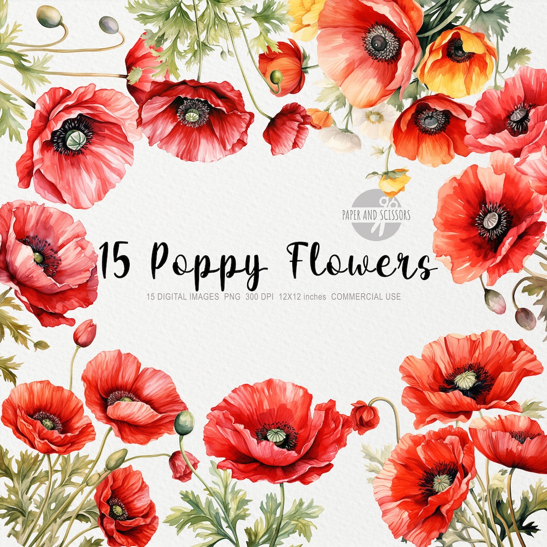 15 Poppy Flowers Clipart, Poppy PNG, Poppy Illustration, Watercolor ...