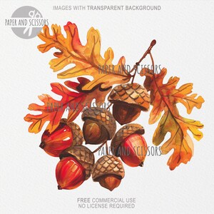 10 Autumn Acorn Cliparts, Fall Design PNG, Hello Autumn Decor ...