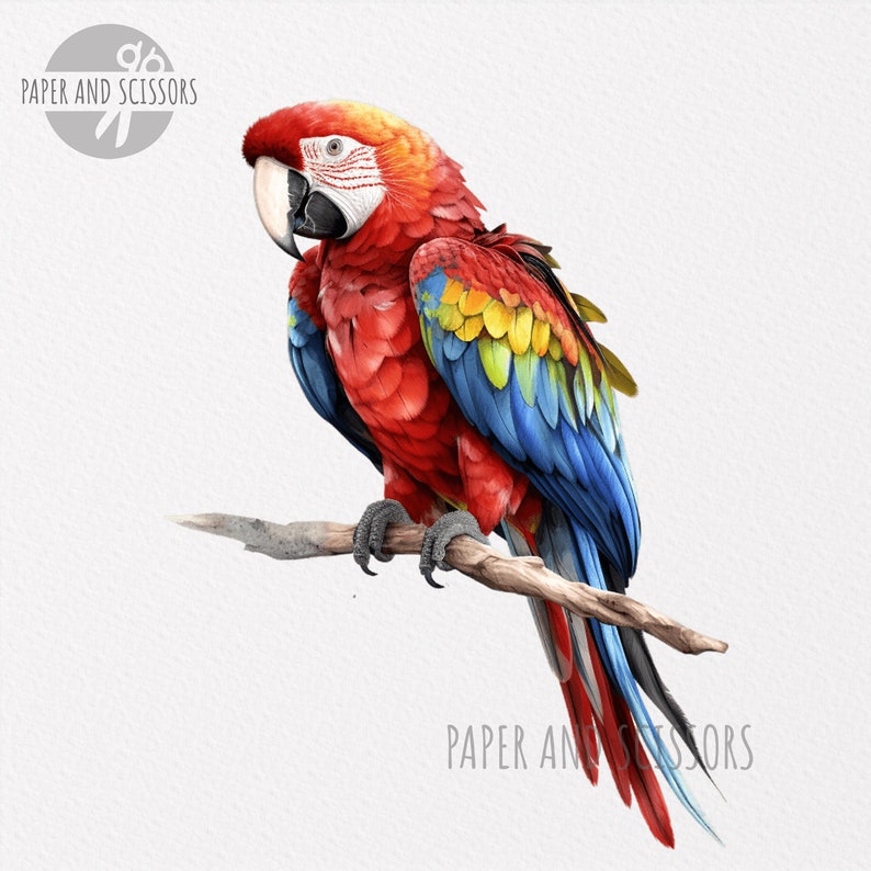 Macaw Parrot Clipart Macaw Parrot PNG Parrot Illustration - Etsy