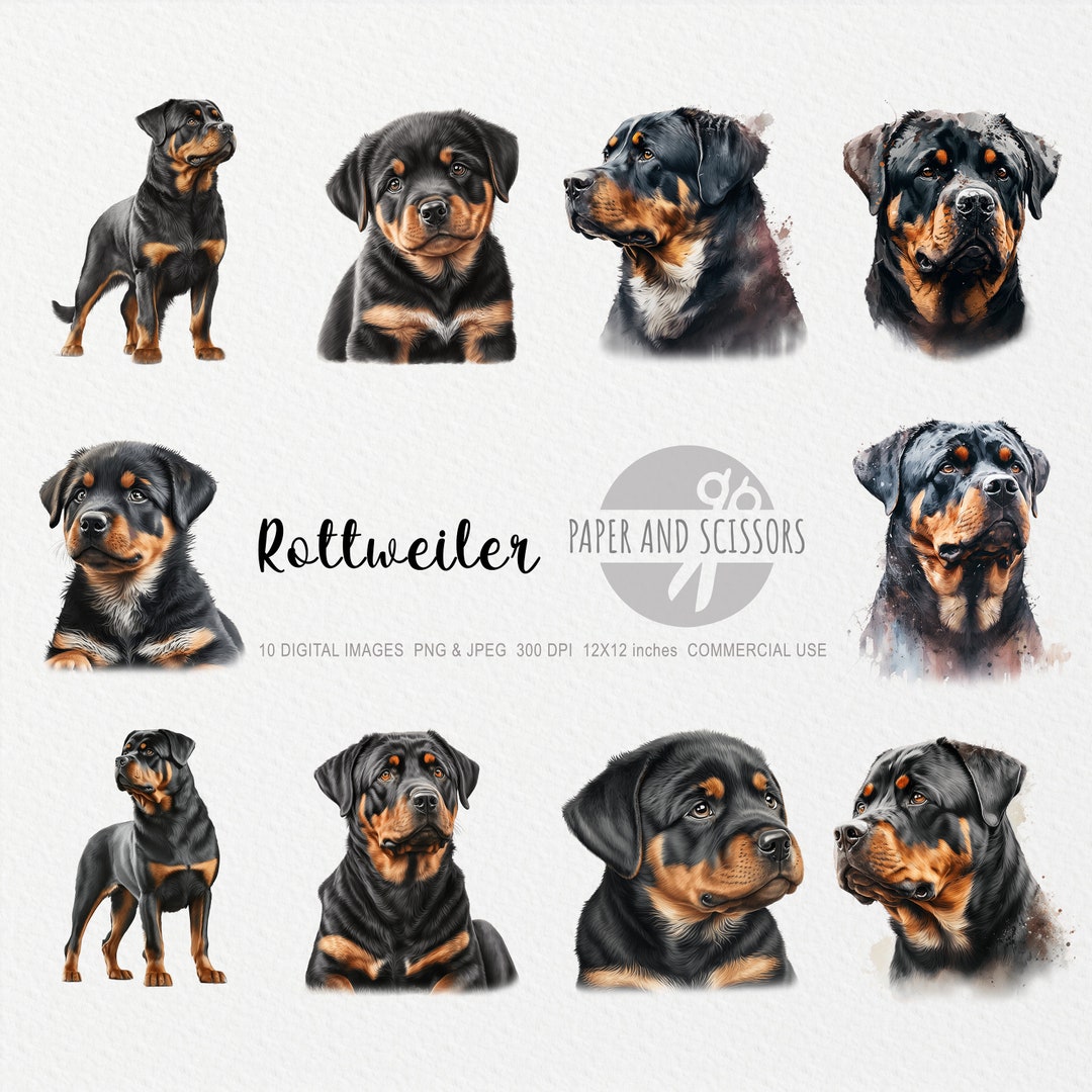 Rottweiler Clipart, Rottweiler PNG, Dog Illustration, Dog Clipart ...