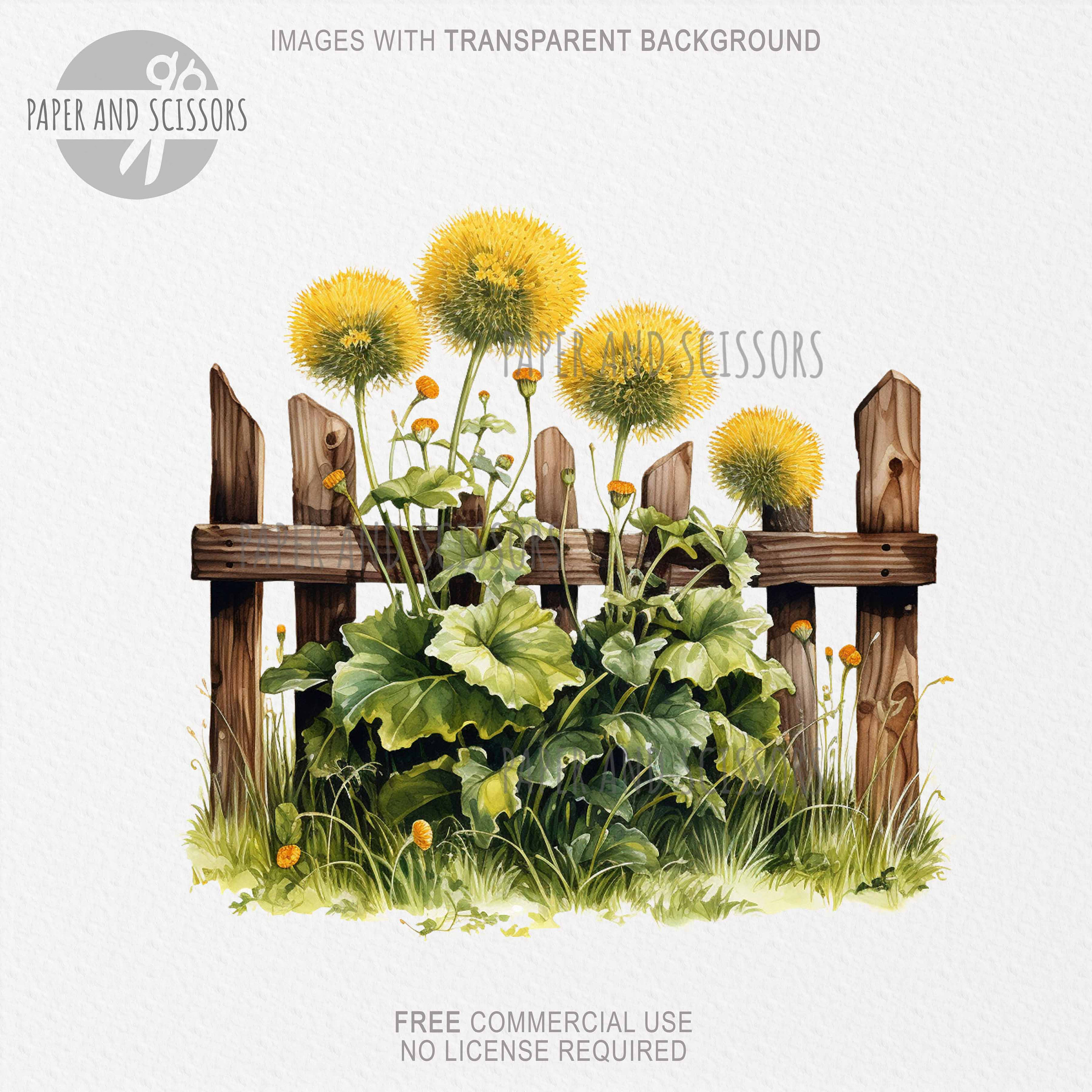 10 Dandelion Clipart, Dandelion PNG, Dandelion Illustration, Watercolor ...