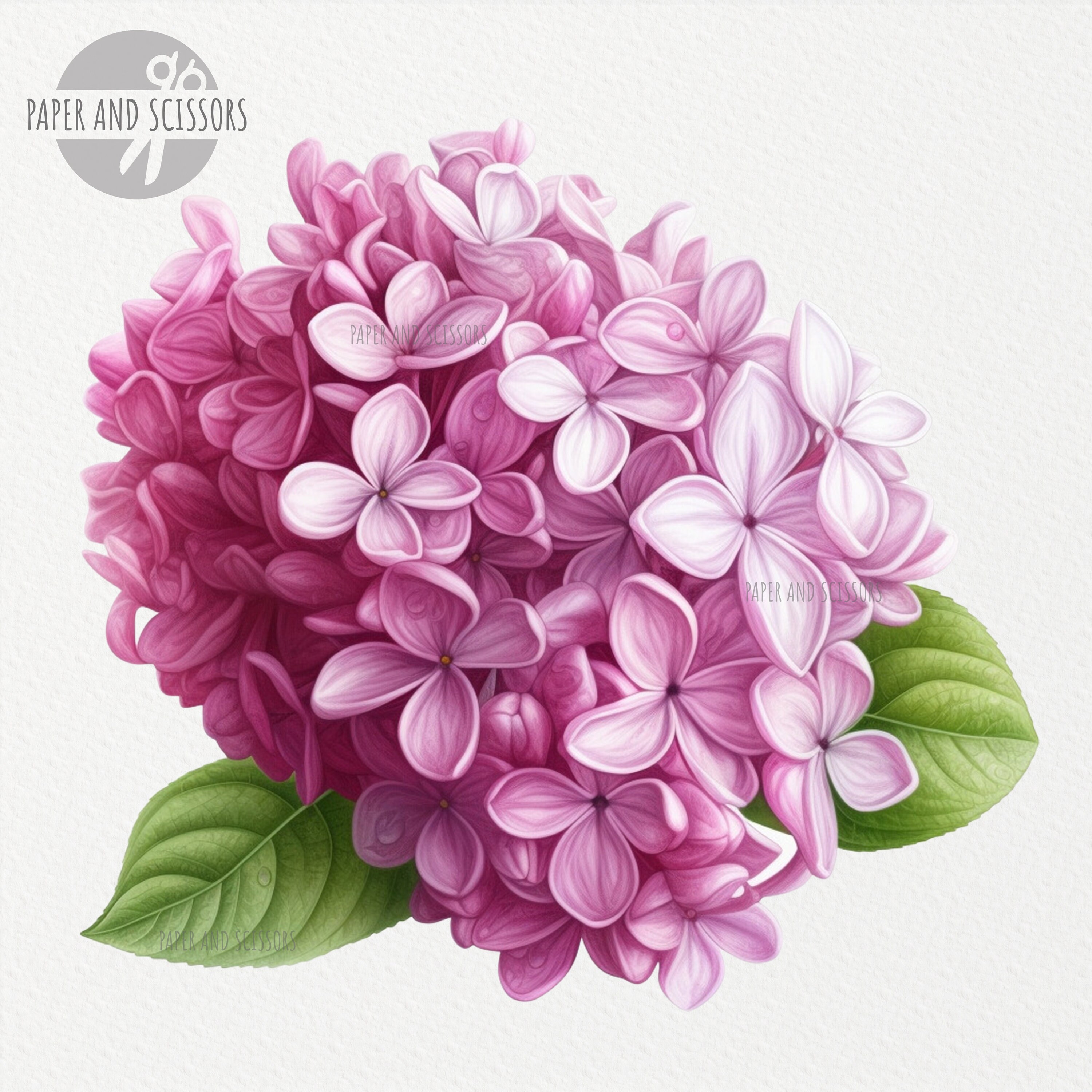 20 Lilac Flowers Clipart Lilac PNG Lilac Illustration - Etsy