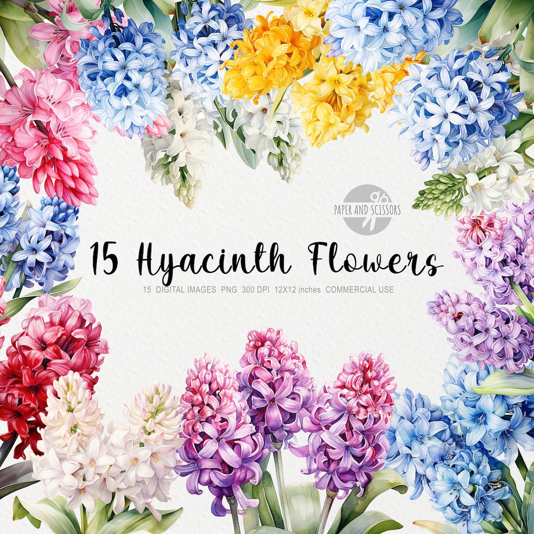 15 Hyacinth Clipart, Hyacinth PNG, Hyacinth Illustration, Watercolor ...