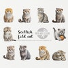 British Shorthair Cat Clipart, Cat PNG, Cat Illustration, Cat Clipart ...