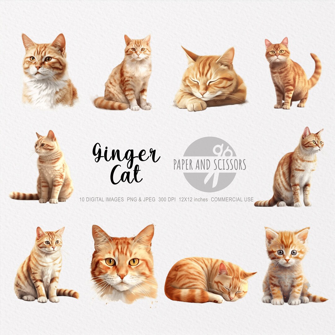 Ginger Cat Clipart, Ginger Cat PNG, Ginger Cat Illustration, Cat Clipart, Cat PNG, Cat ...