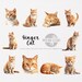 Ginger Cat Clipart, Ginger Cat PNG, Ginger Cat Illustration, Cat ...