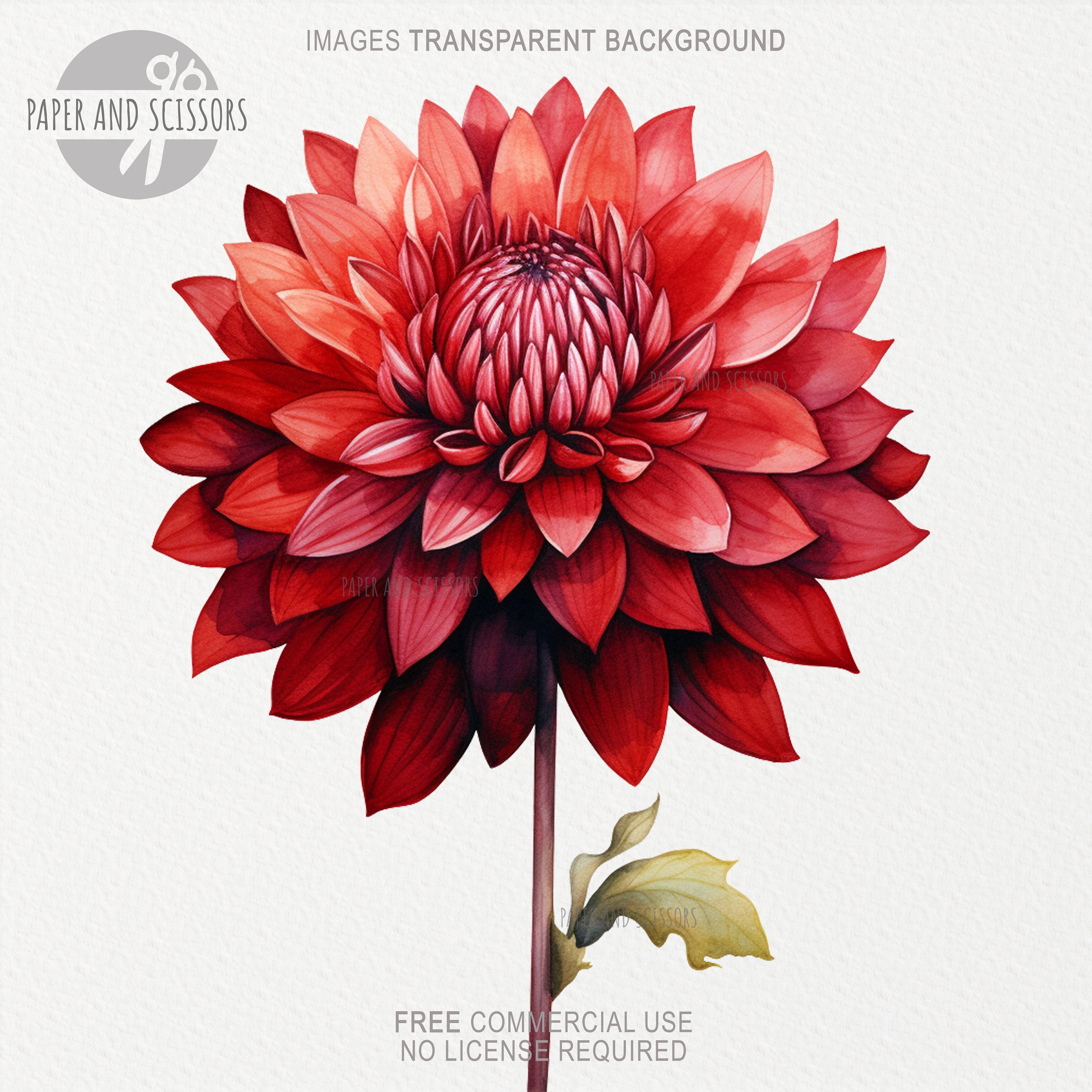 15 Dahlia Flowers Clipart, Dahlia PNG, Dahlia Illustration, Watercolor ...