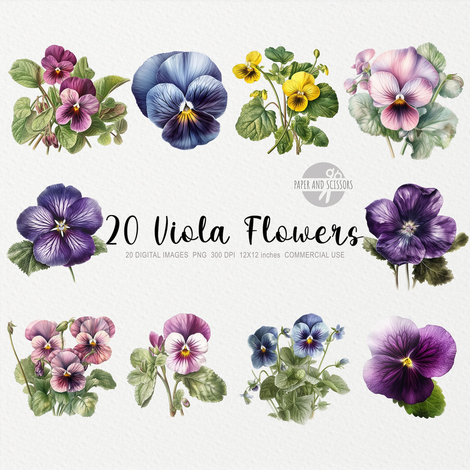20 Viola Flower Clipart Viola Odorata PNG Violet Flower - Etsy
