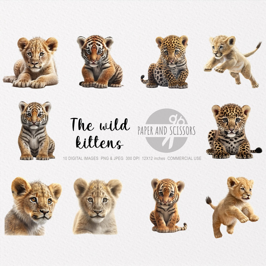 Wild Cats Clipart, Wild Kittens PNG, Tiger, Leopard, Lion Illustration ...