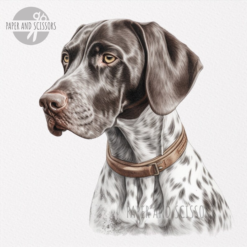 Shorthair Pointer Clipart, Shorthair Pointer PNG, Shorthair Pointer ...