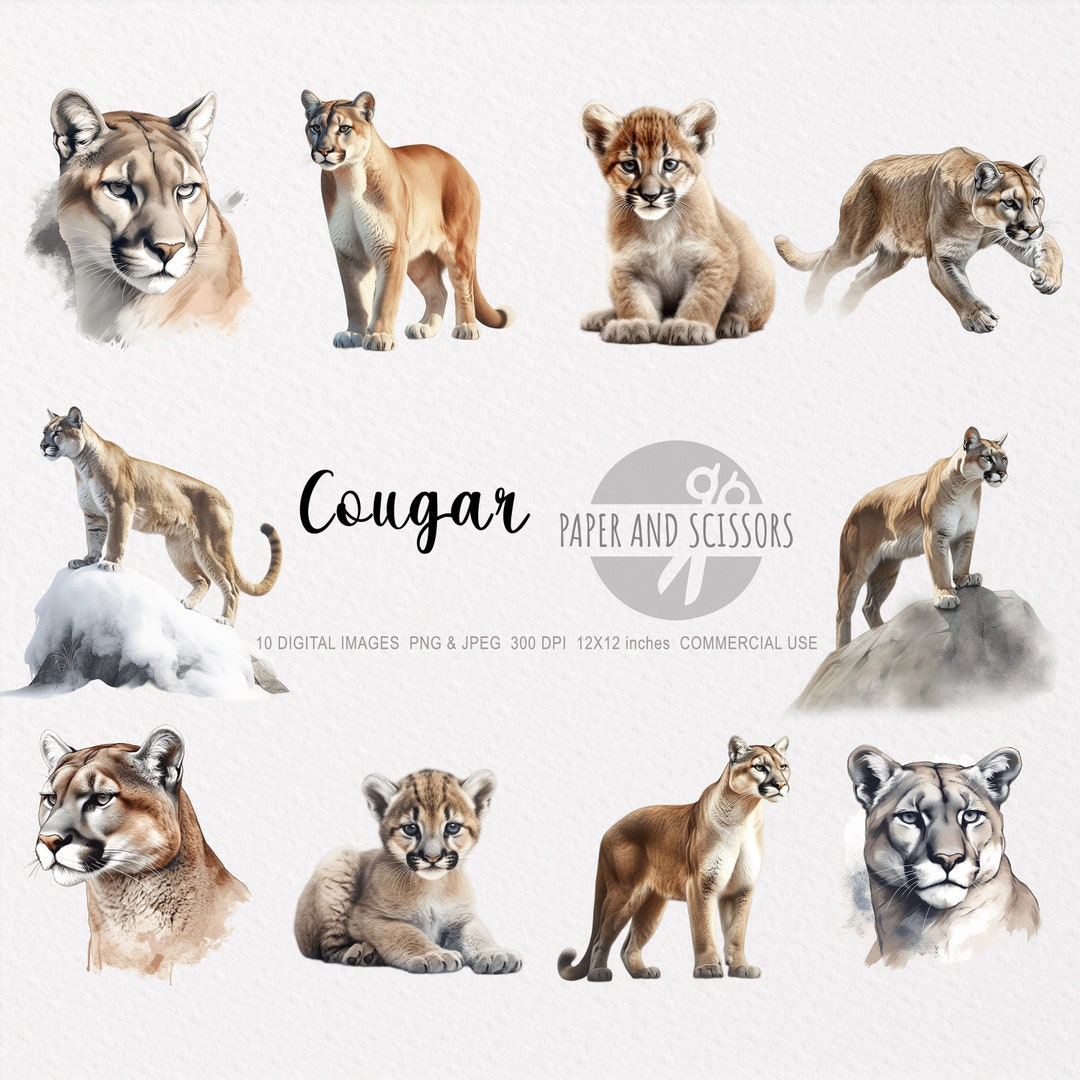 Cougar Clipart, Cougar PNG, Cougar Illustration, Wild Animals ...