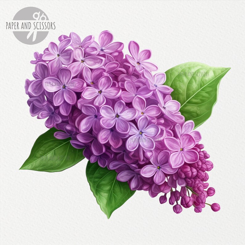 20 Lilac Flowers Clipart Lilac PNG Lilac Illustration - Etsy