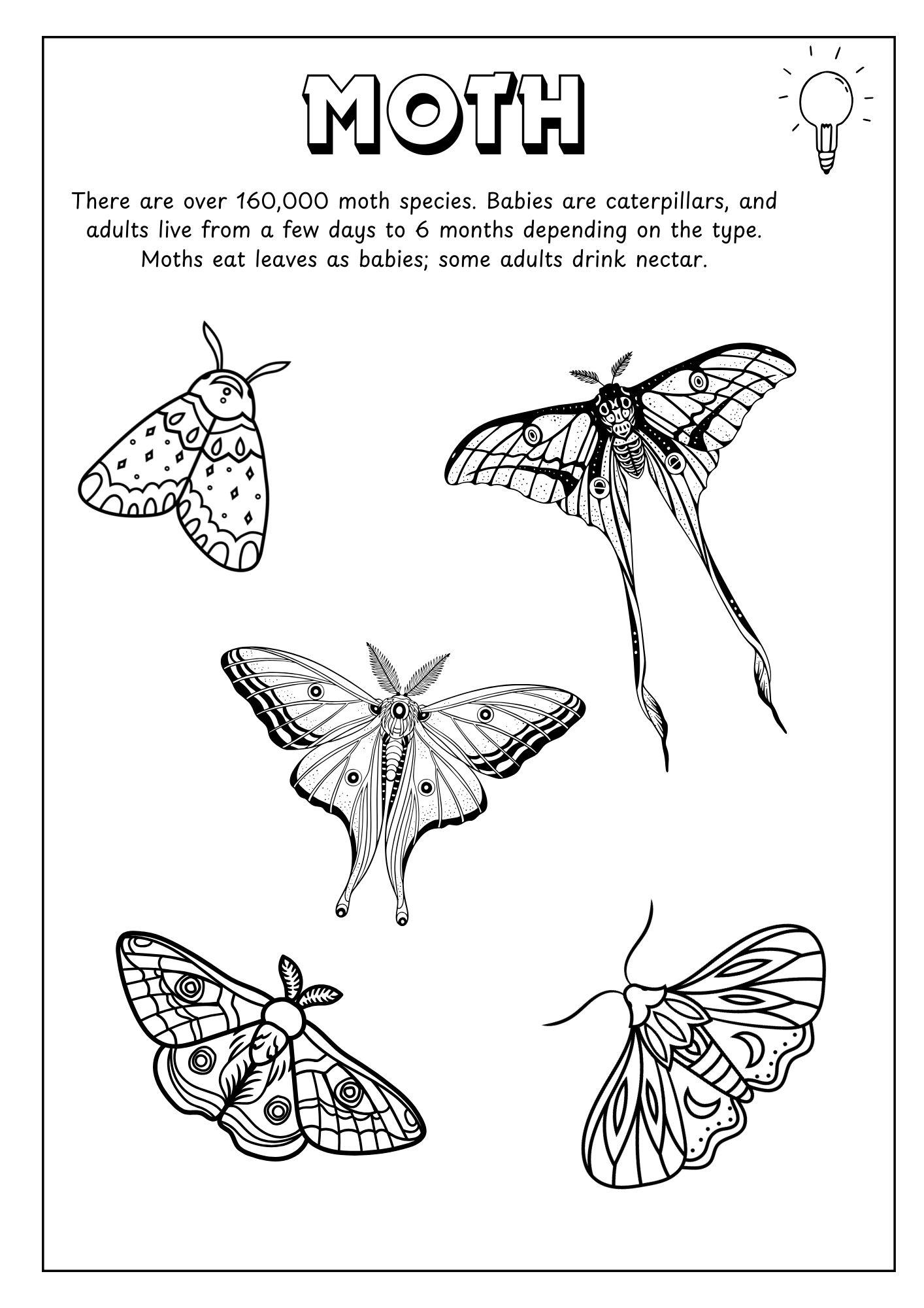 Insects and Bugs Coloring Pages for Kids – Fun Facts, Educational ...