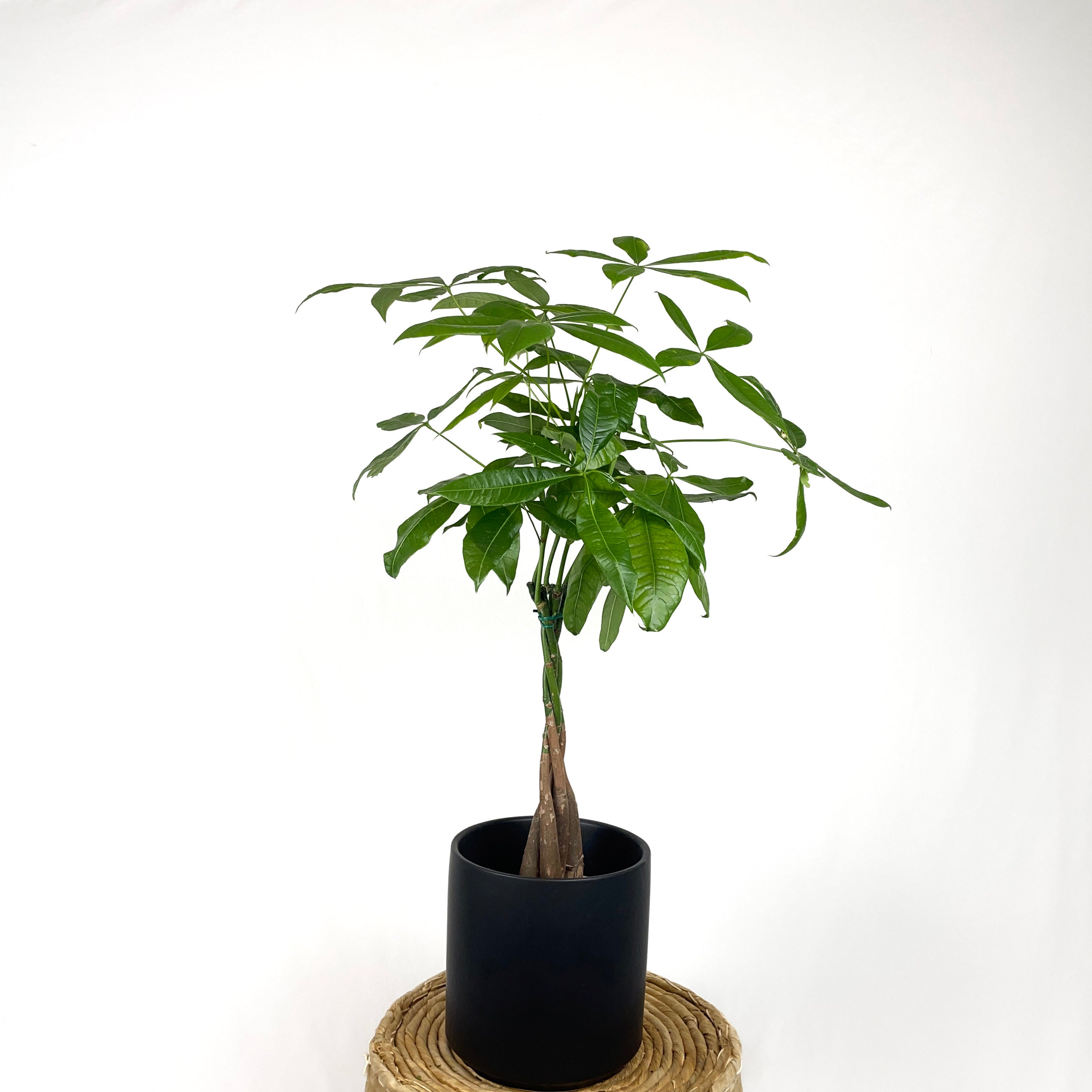 Money Tree With 7" Planter - Etsy