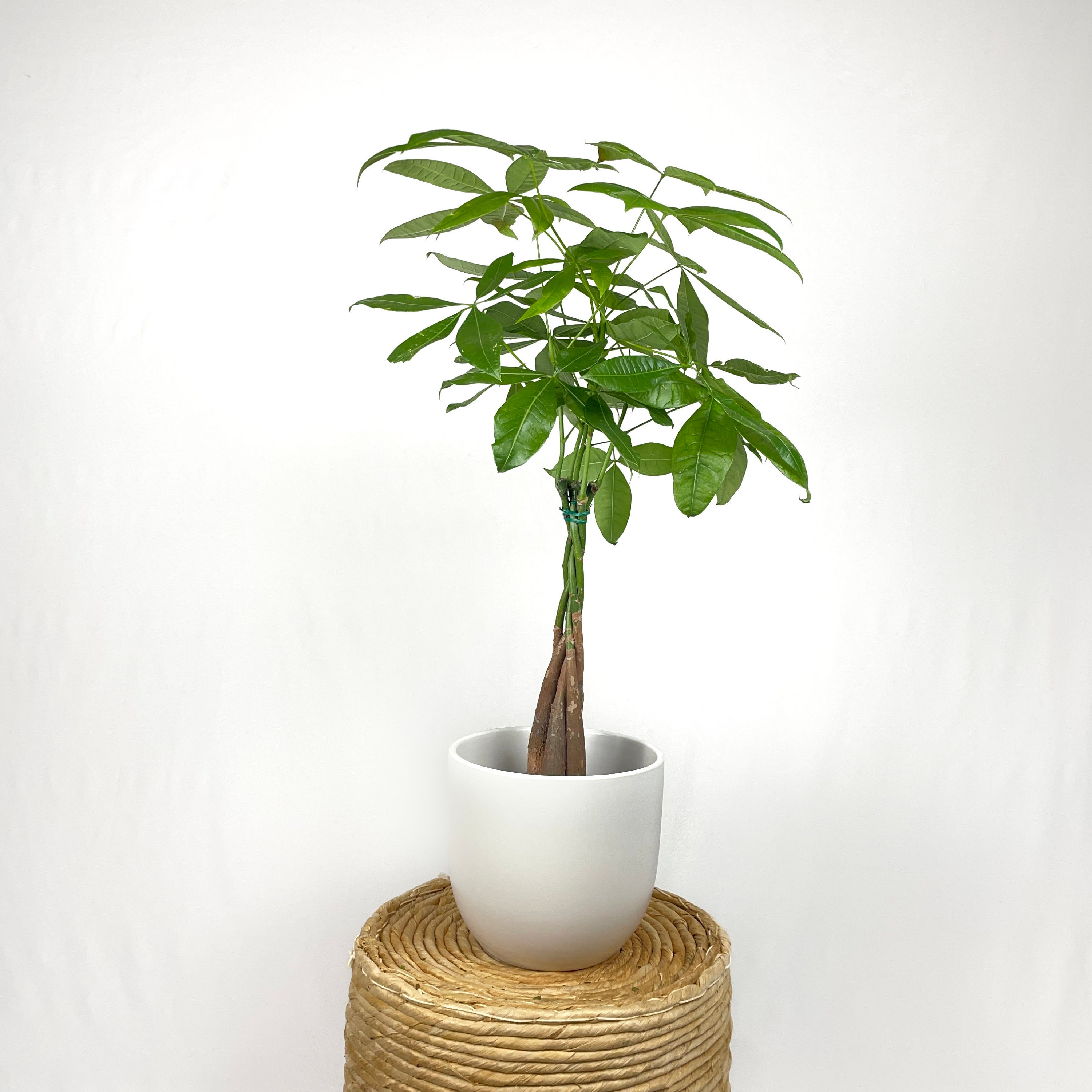 Money Tree With 7" Planter - Etsy