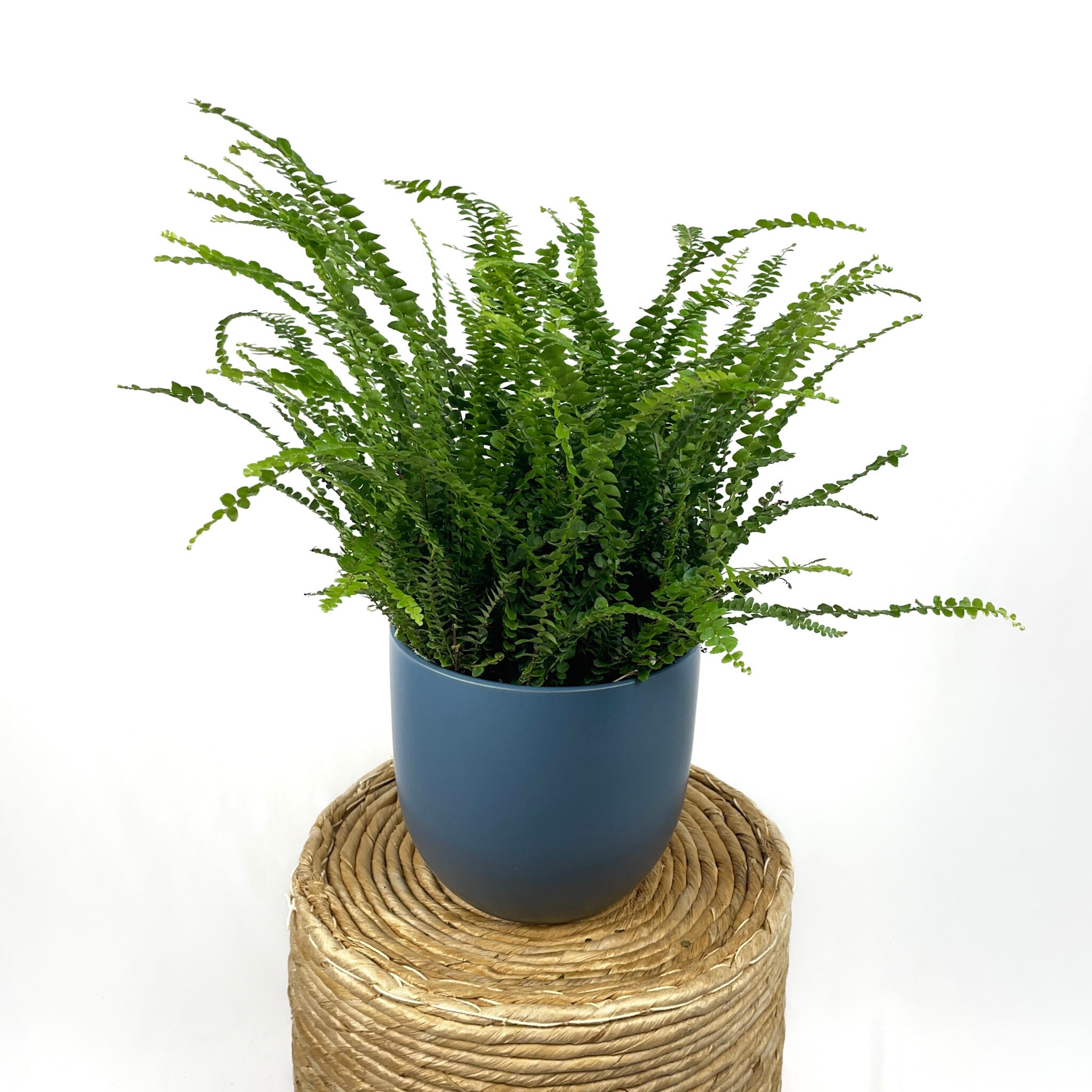 Lemon Button Fern With 7" Planter - Etsy