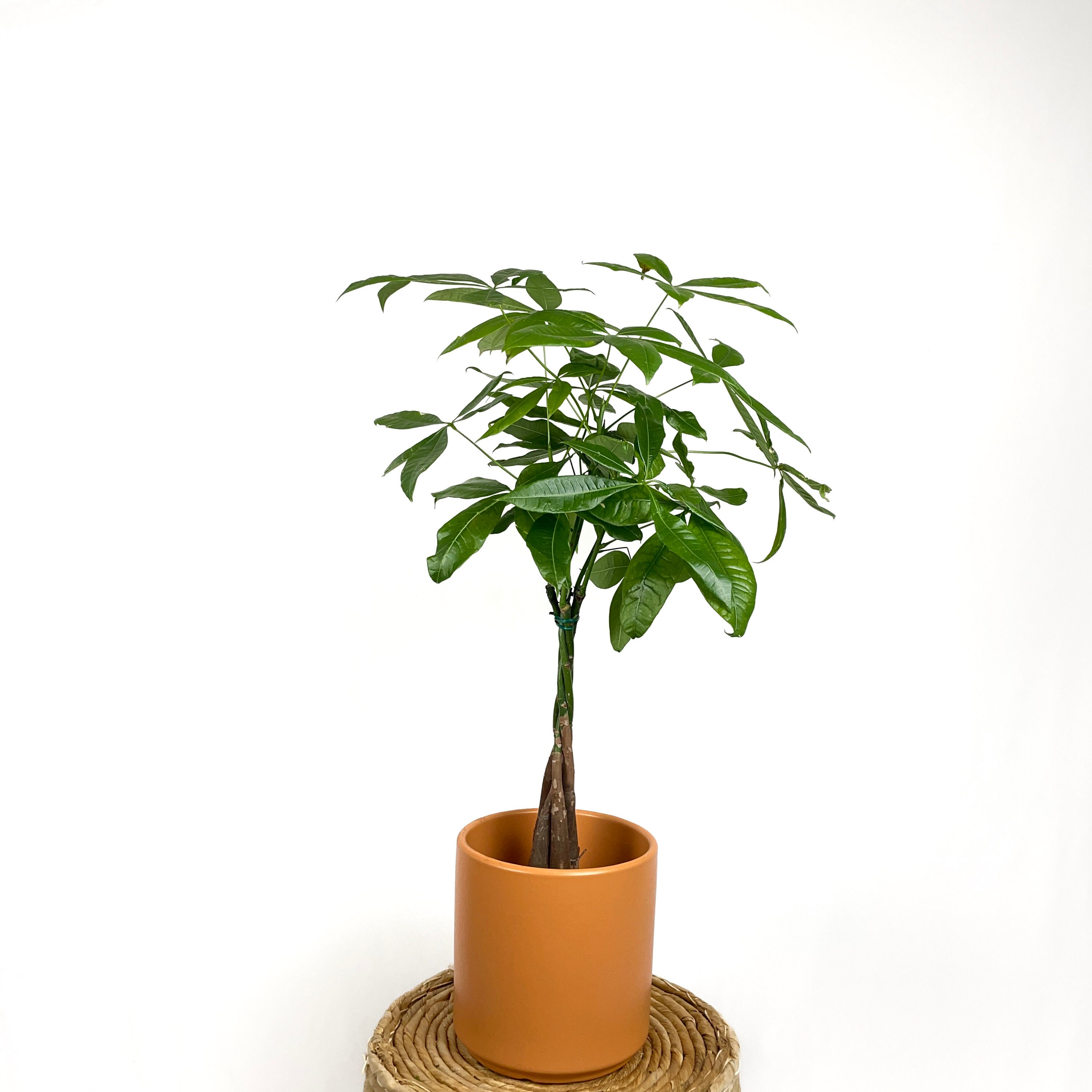 Money Tree With 7 Planter - Etsy