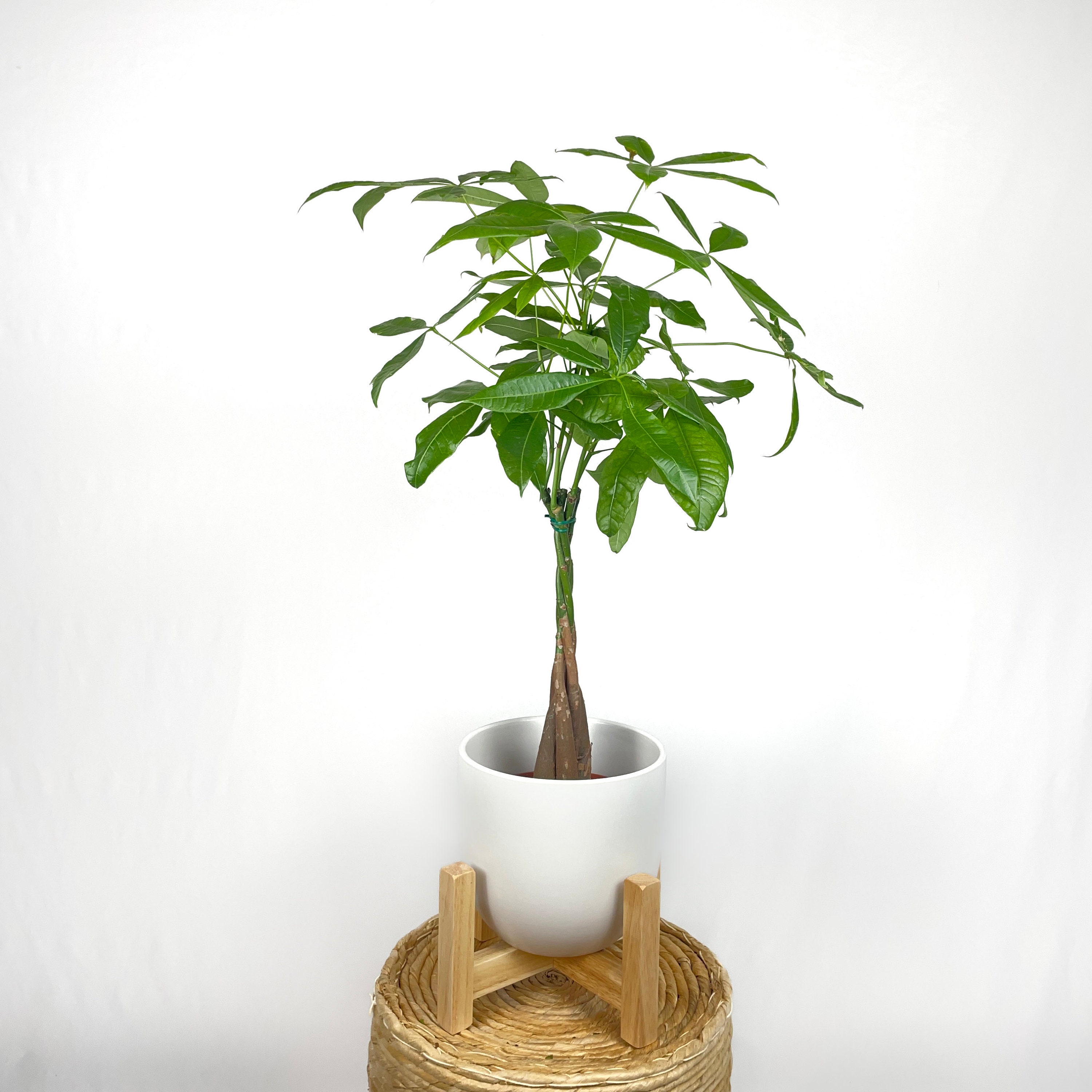 Money Tree With 7" Planter - Etsy