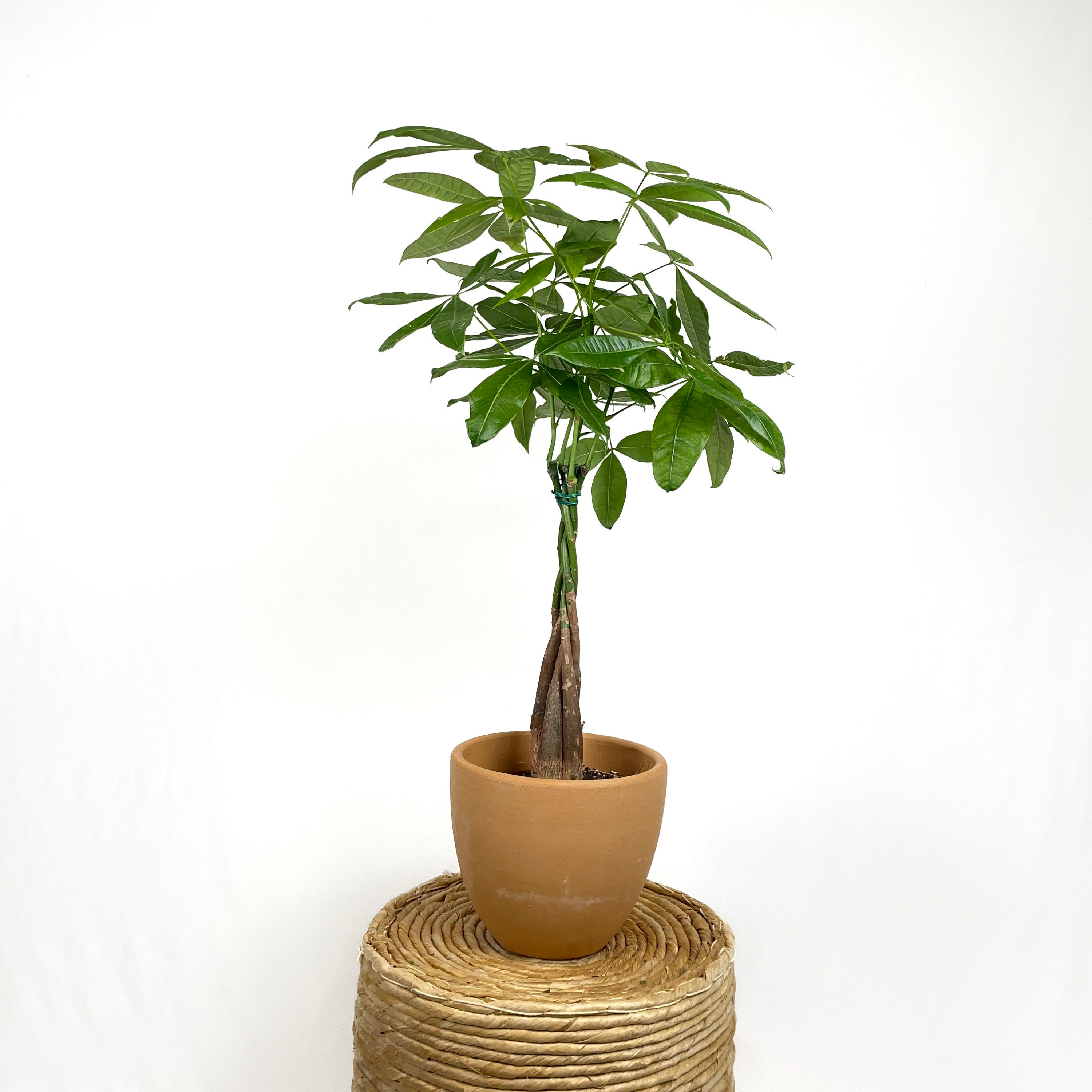Money Tree With 7" Planter - Etsy