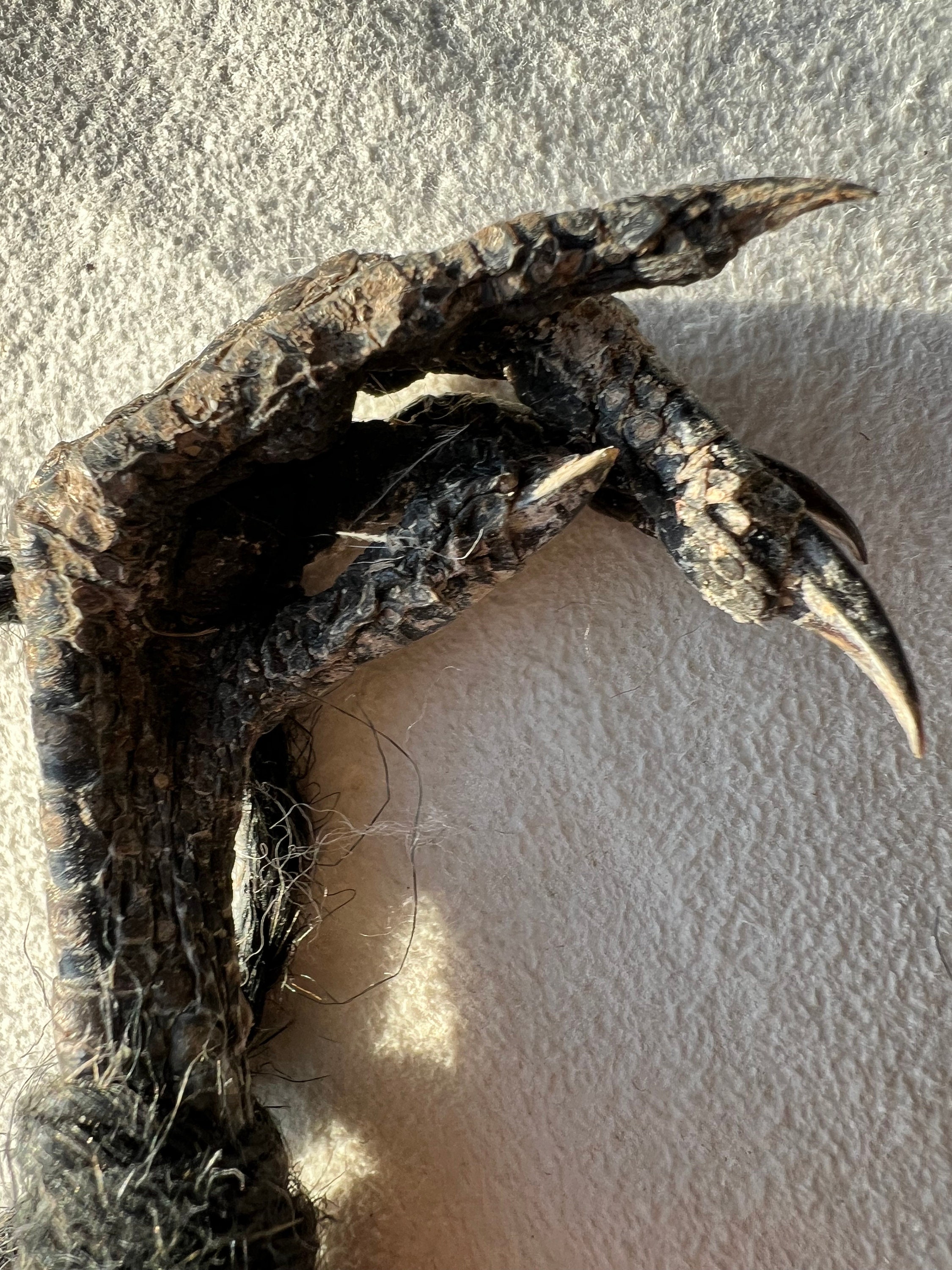 Ayam Cemani Chicken Feet Magic - Etsy