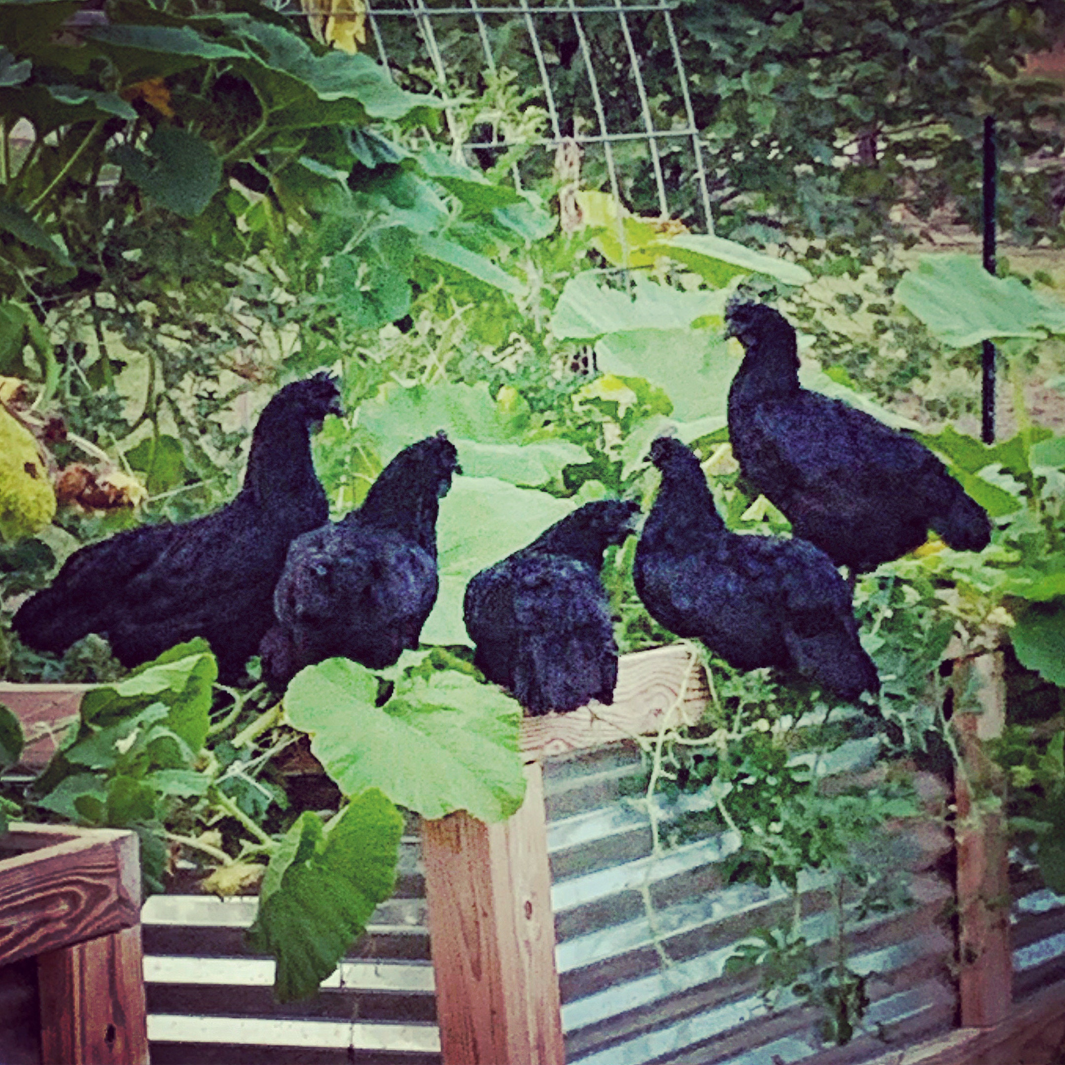 Ayam Cemani Chicken Feet Magic - Etsy