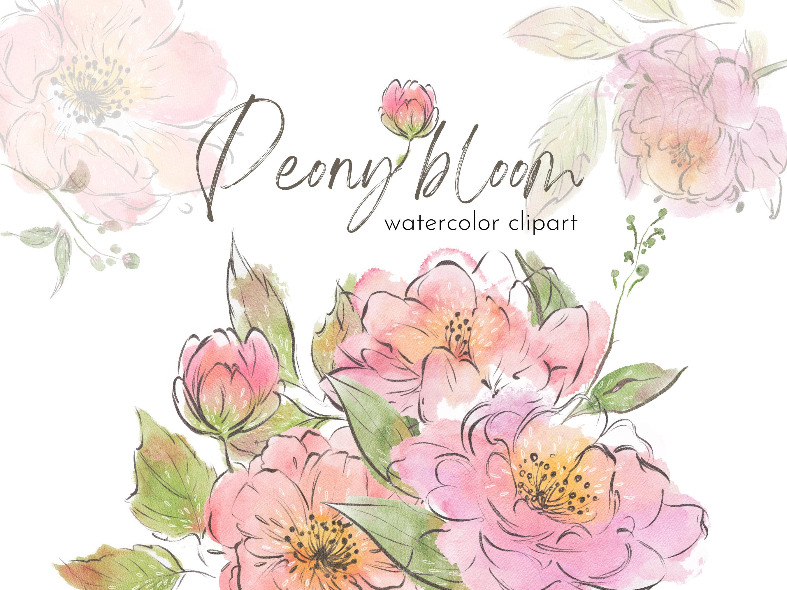 Peony Bloom Watercolor Clipart Watercolor Peonies Clipart - Etsy