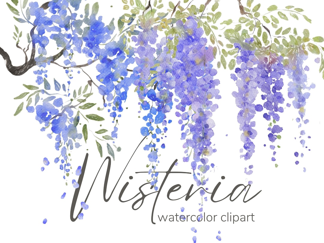 Wisteria Watercolor Clipart PNG, Purple Blue Flowers Clipart ...
