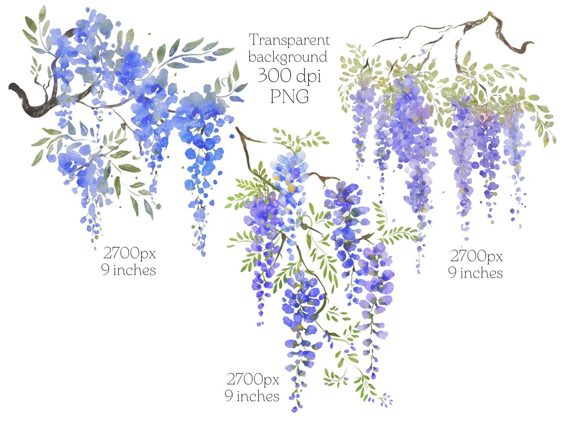Wisteria Watercolor Clipart PNG, Purple Blue Flowers Clipart ...