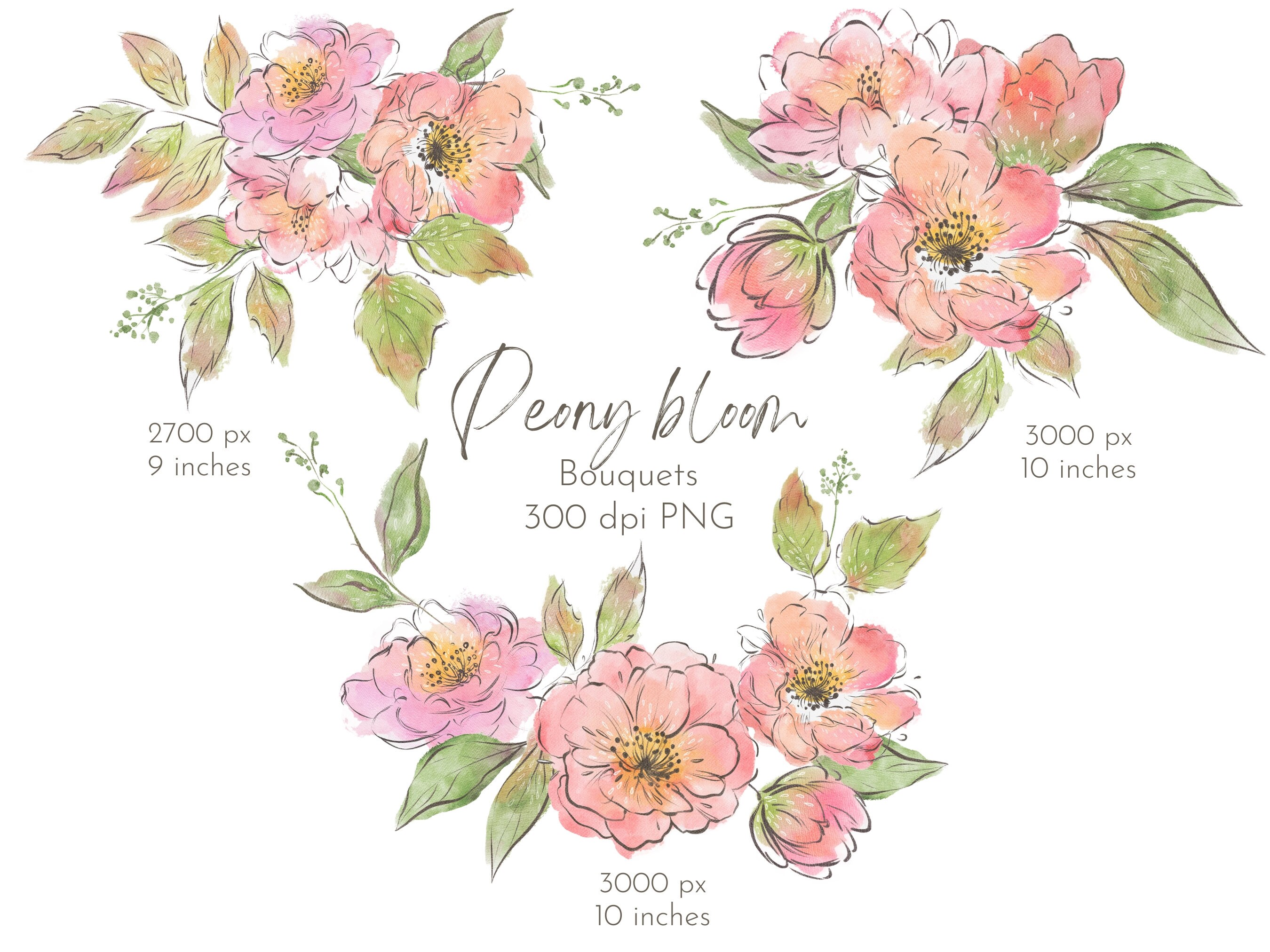 Peony Bloom Watercolor Clipart Watercolor Peonies Clipart - Etsy