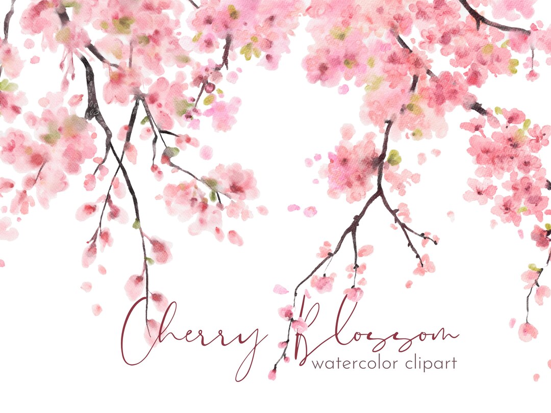 Cherry Blossom Watercolor Clipart, Pink Blossom Clipart, Floral ...