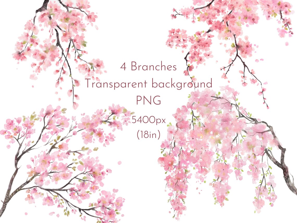 Cherry Blossom Watercolor Clipart Pink Blossom Clipart - Etsy
