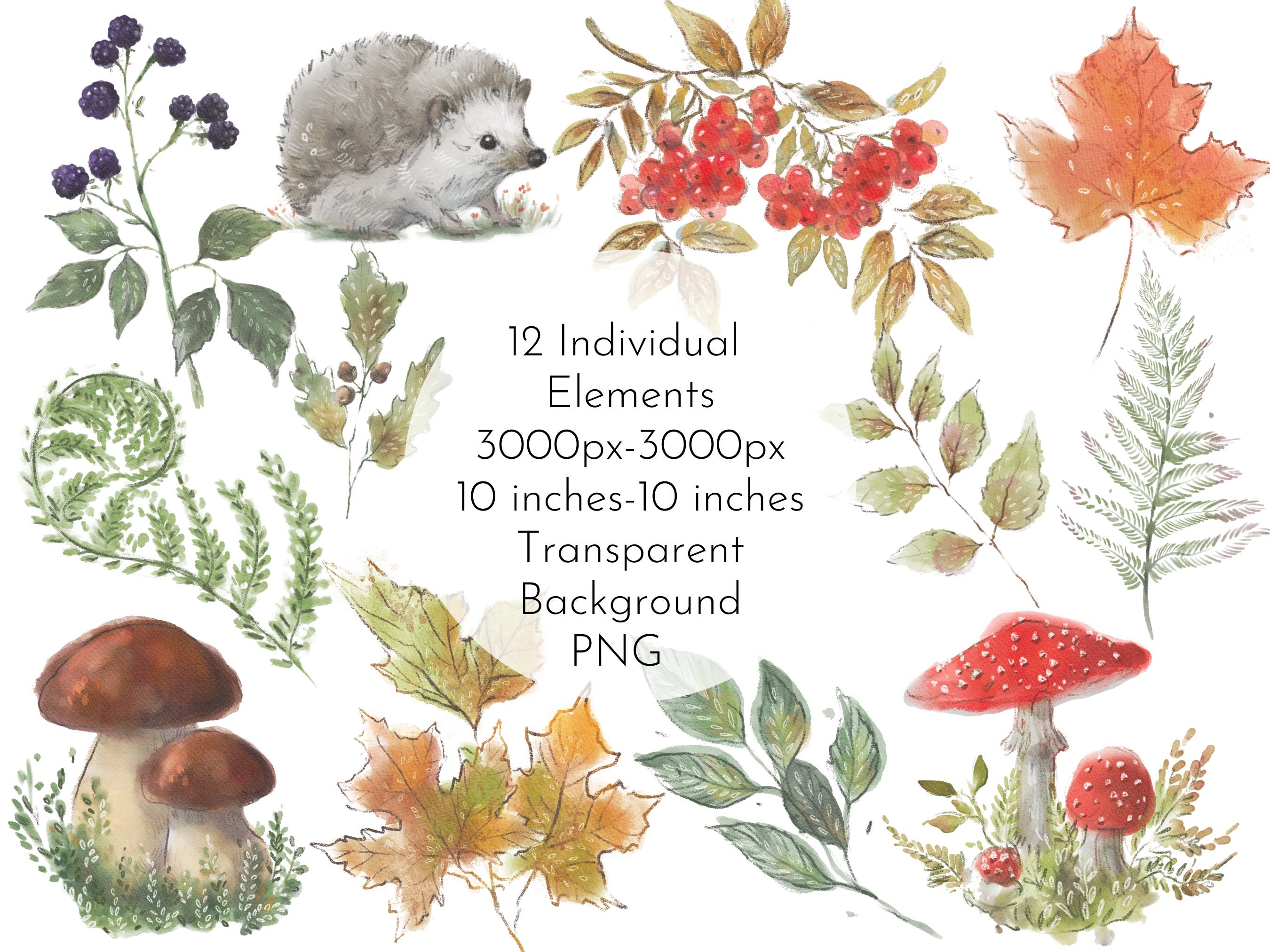 Autumn Forest Watercolor Clipart, PNG Autumn Botanical Clipart ...