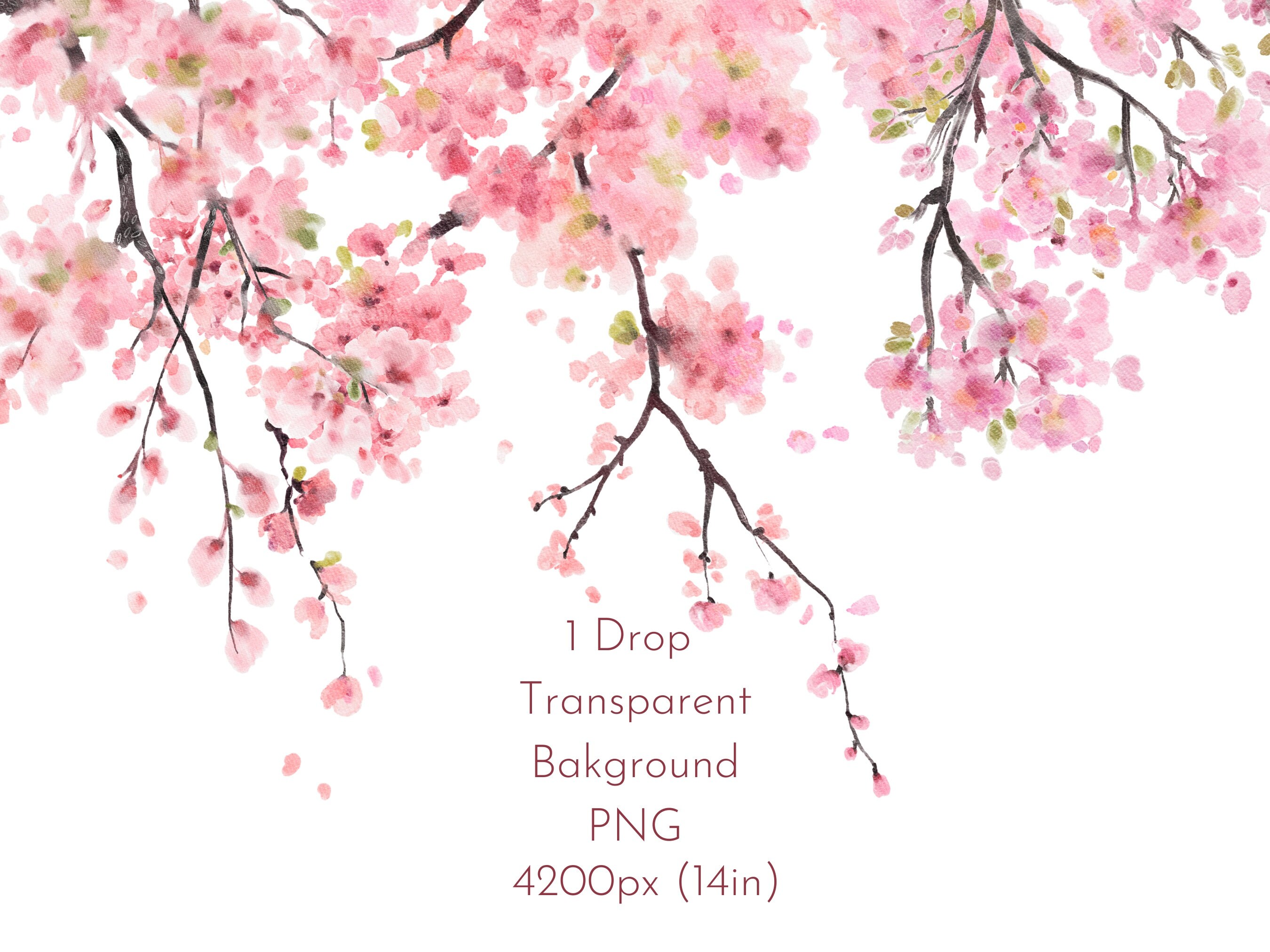 Cherry Blossom Watercolor Clipart Pink Blossom Clipart - Etsy