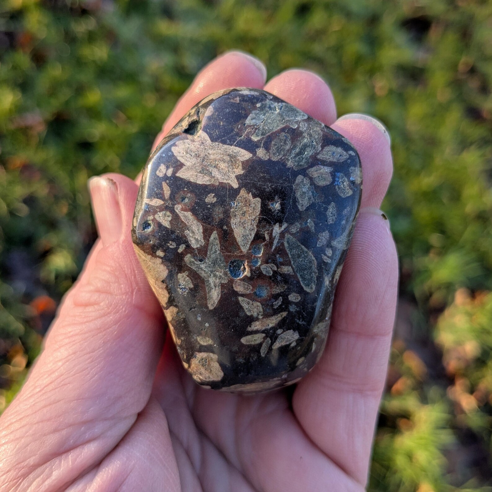 Thick Polished Porphyry With Big Crystals, Cross-like Feldspar Crystals ...