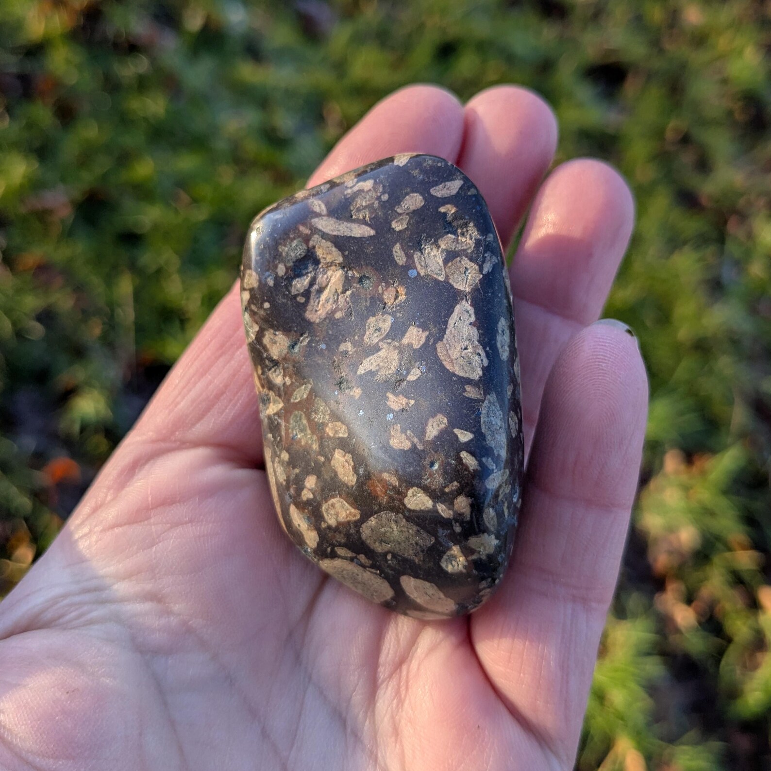 Thick Polished Porphyry With Big Crystals, Cross-like Feldspar Crystals ...