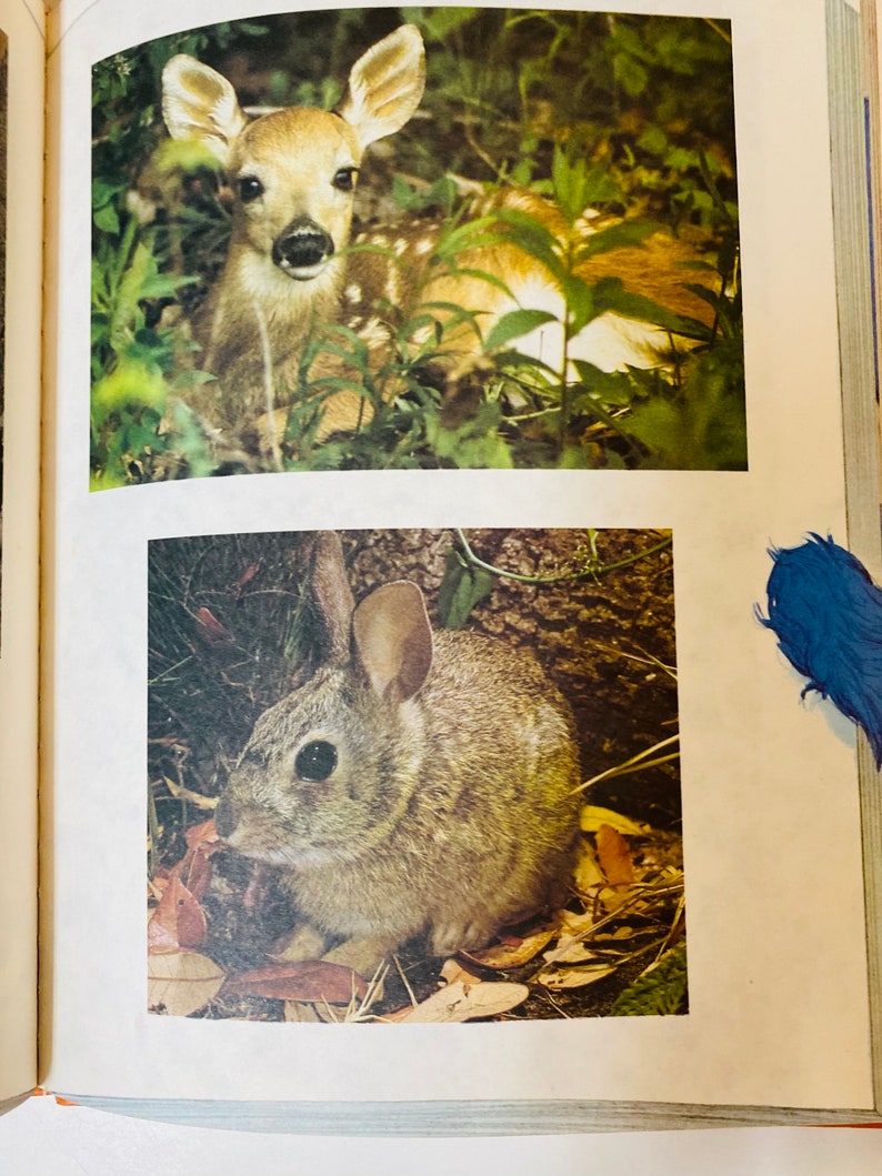 Grover Book Vintage Sesame Street Book Grover’s Book of Cute Little ...