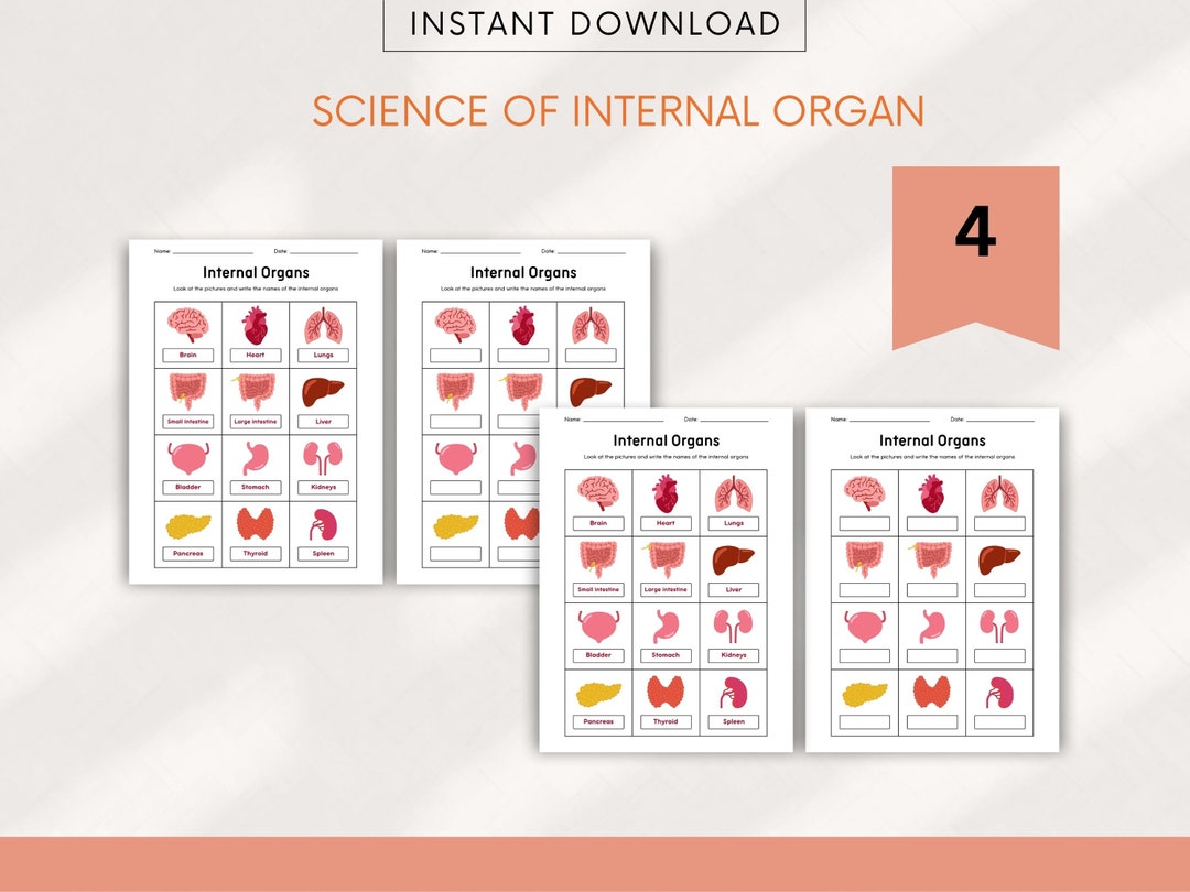 Discover the Human Body: Colorful Internal Organs Vocabulary Worksheet ...