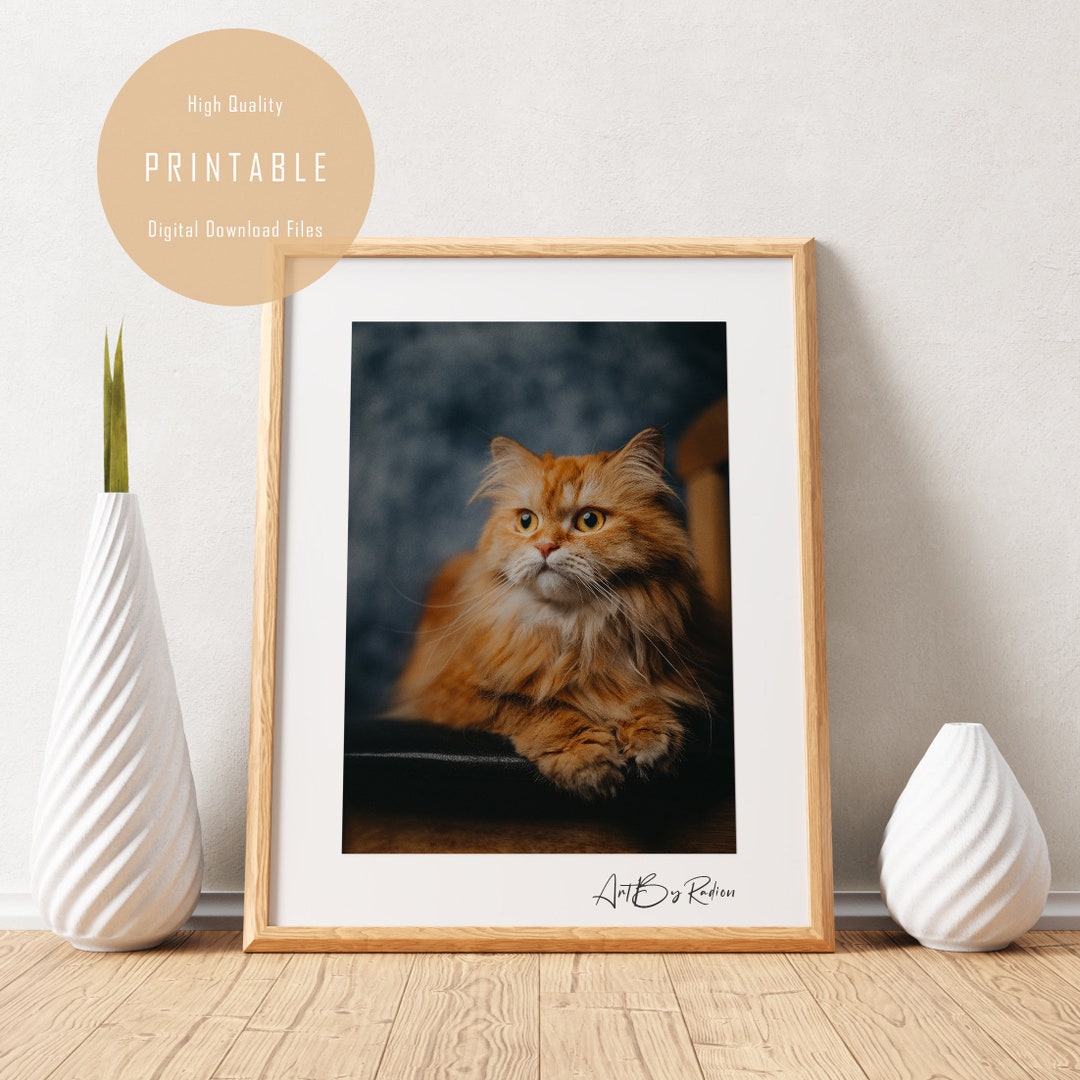 Long Hair Orange Cat Portrait Print Download Animal Photo Portrait Room ...